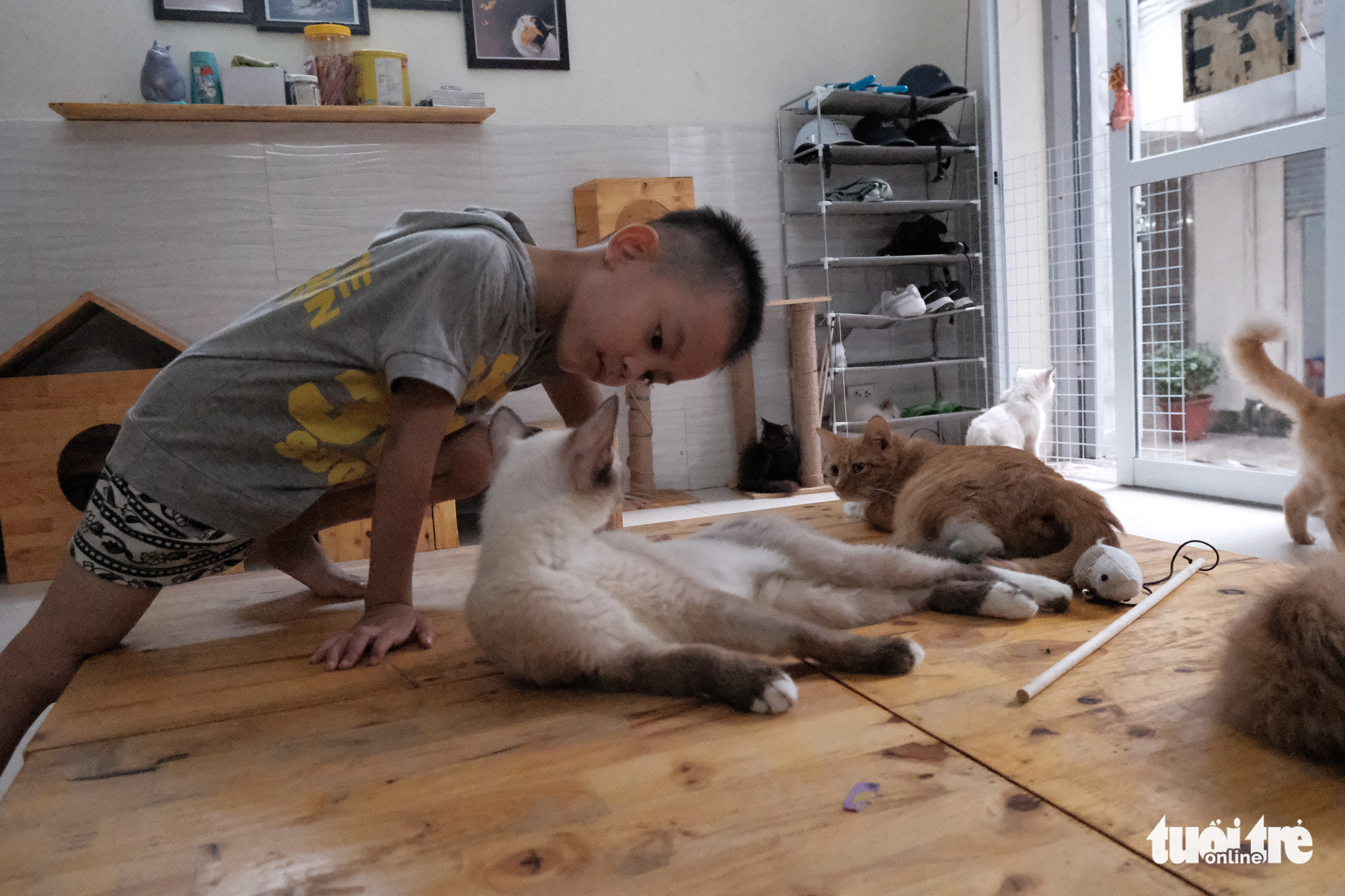 Ngôi nhà cứu những chú mèo 'bất hạnh' của thanh niên Việt xuất hiện ...