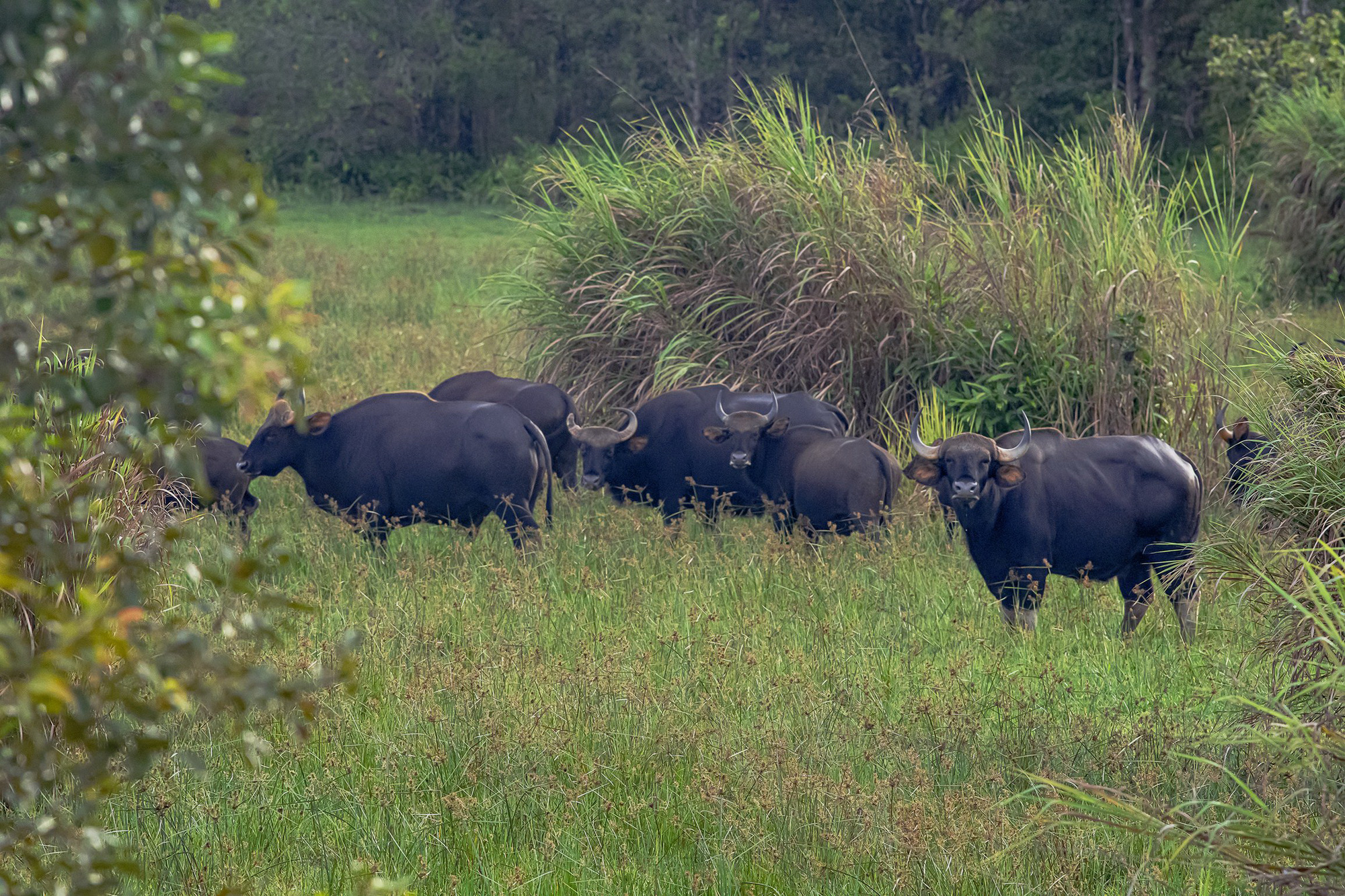 'Hiệp sĩ rừng xanh' Tăng A Pẩu: Thú rừng cũng có số phận - Tuổi Trẻ Online