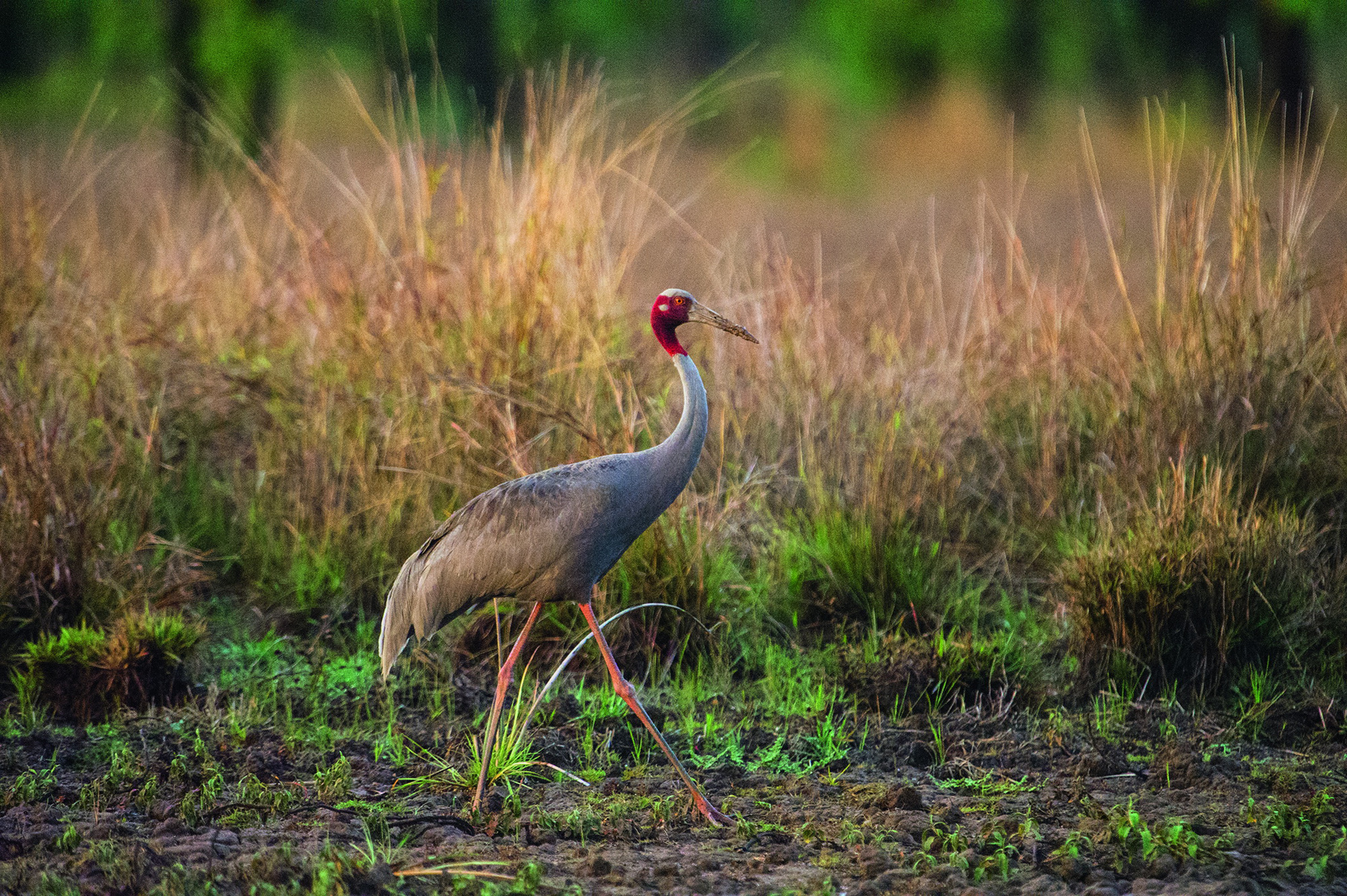 Bảo vệ rừng ở Campuchia: Canh gác vườn địa đàng - Tuổi Trẻ Online