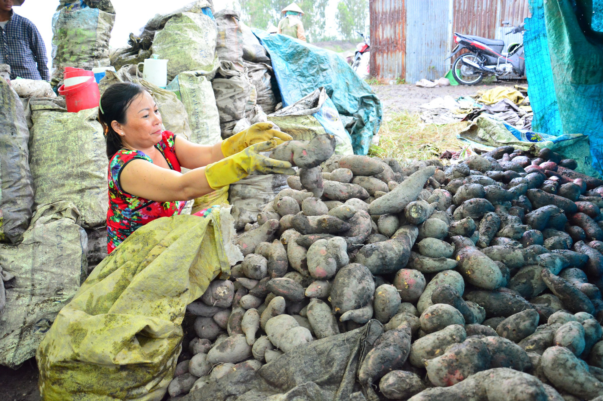Dân Kiên Giang phấn khởi vì doanh nghiệp liên kết mua khoai lang xuất ...