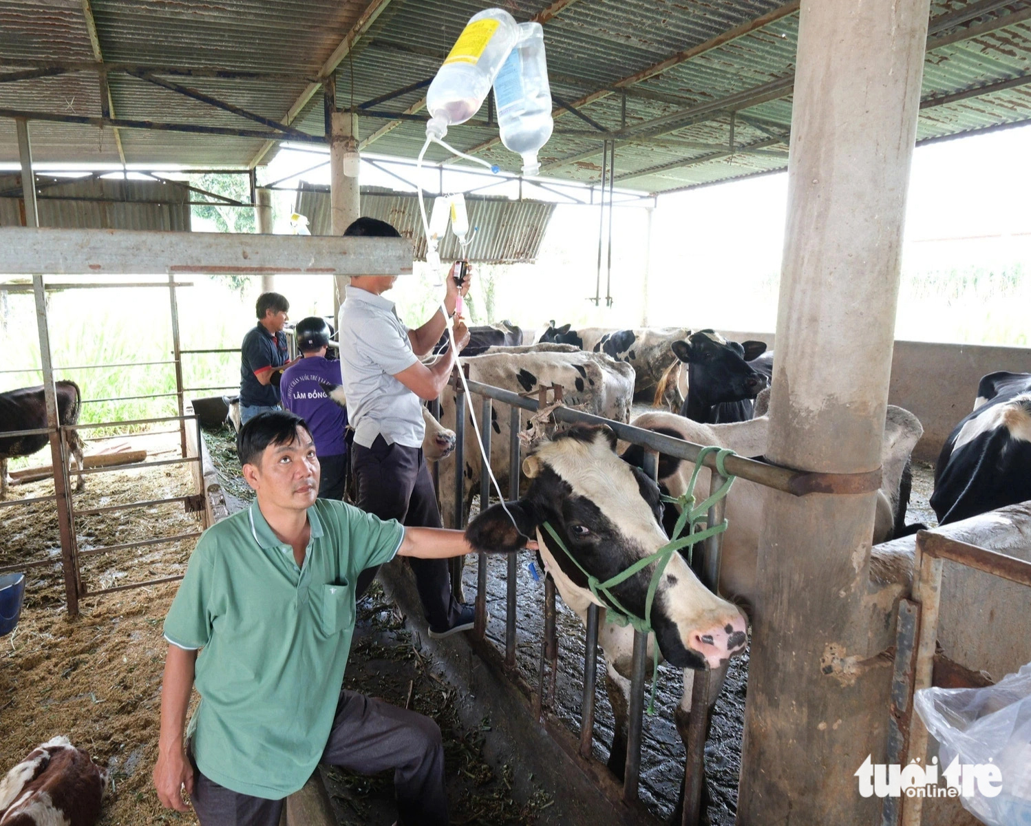Navetco bồi thường tăng thêm 15.000 đồng/kg bò sữa chết, dân vẫn bức ...