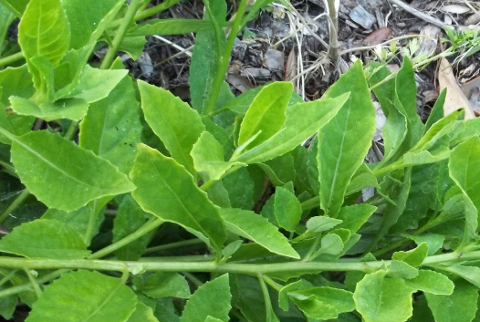 Cây bầu đất: Rau ngon, dược liệu quý chữa bệnh - Tuổi Trẻ Online