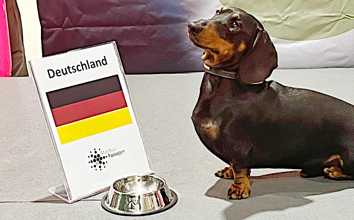 Muôn kiểu dự đoán Euro 2024: Chó Ludwig, voi Bubi, cừu Shaun - Tuổi Trẻ ...