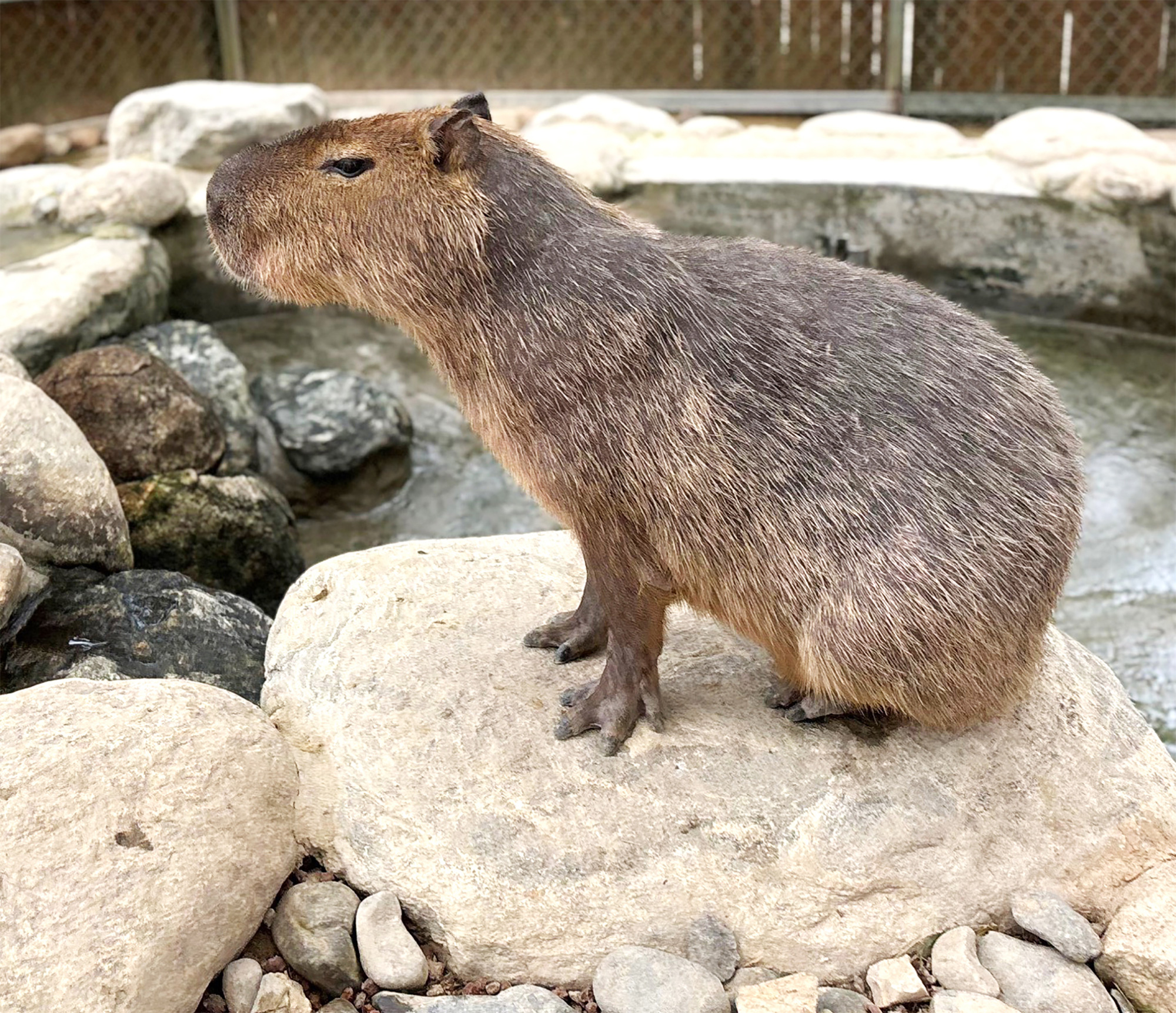 Lên Đà Lạt diện kiến Capybara - chú chuột lang nước hot trend