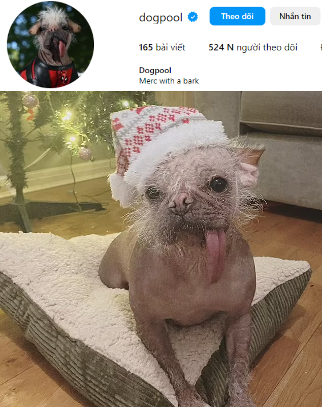 Dogpool, chú chó xấu xí trong Deadpool & Wolverine - Tuổi Trẻ Online