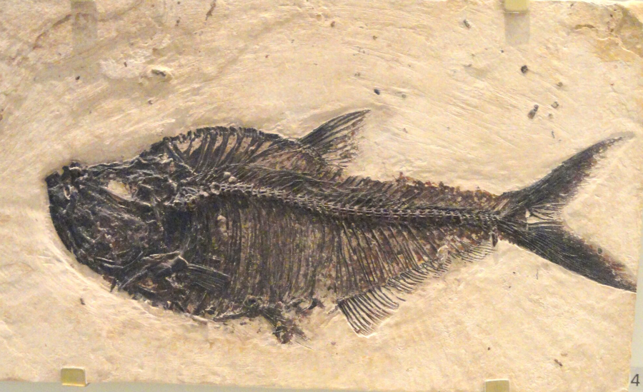Mystery of 52 million year old fossil fish skin still intact