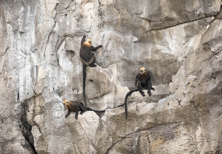 Israeli photographer captures Vietnam’s rare primates on edge of extinction
