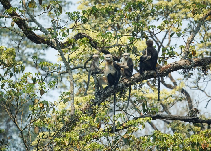 Israeli photographer captures Vietnam’s rare primates on edge of extinction