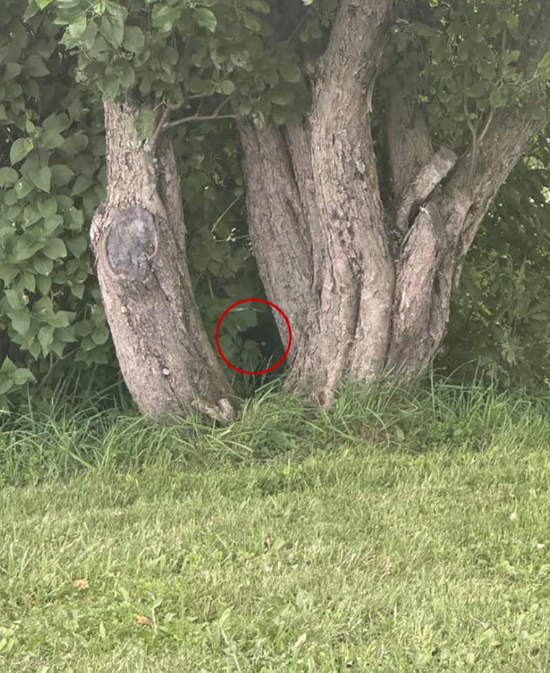 Mắt 10/10 mới thấy con mèo ở đâu - Tuổi Trẻ Online