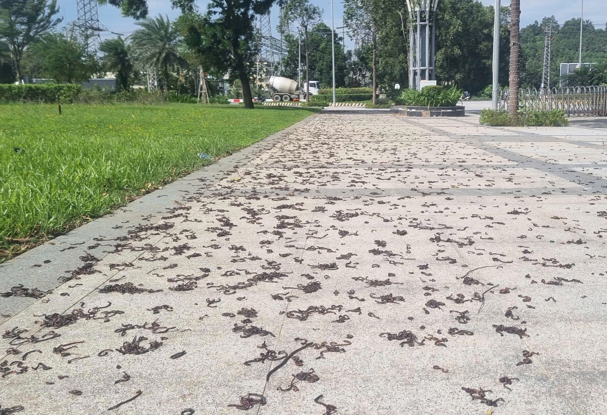 Hiện tượng lạ hàng ngàn con giun đất bò lên vỉa hè rồi chết la liệt ở ...