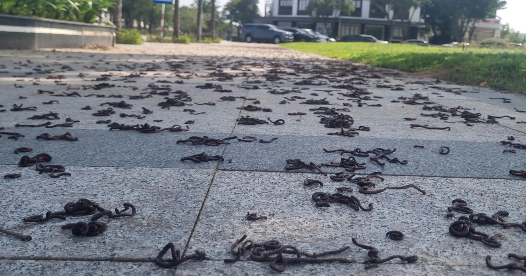 Hiện tượng lạ hàng ngàn con giun đất bò lên vỉa hè rồi chết la liệt ở ...
