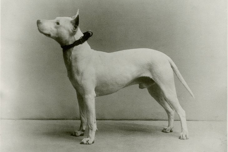 'Cậu Vàng phở Anh Hai' đã thay đổi ngoại hình thế nào sau 100 năm ...