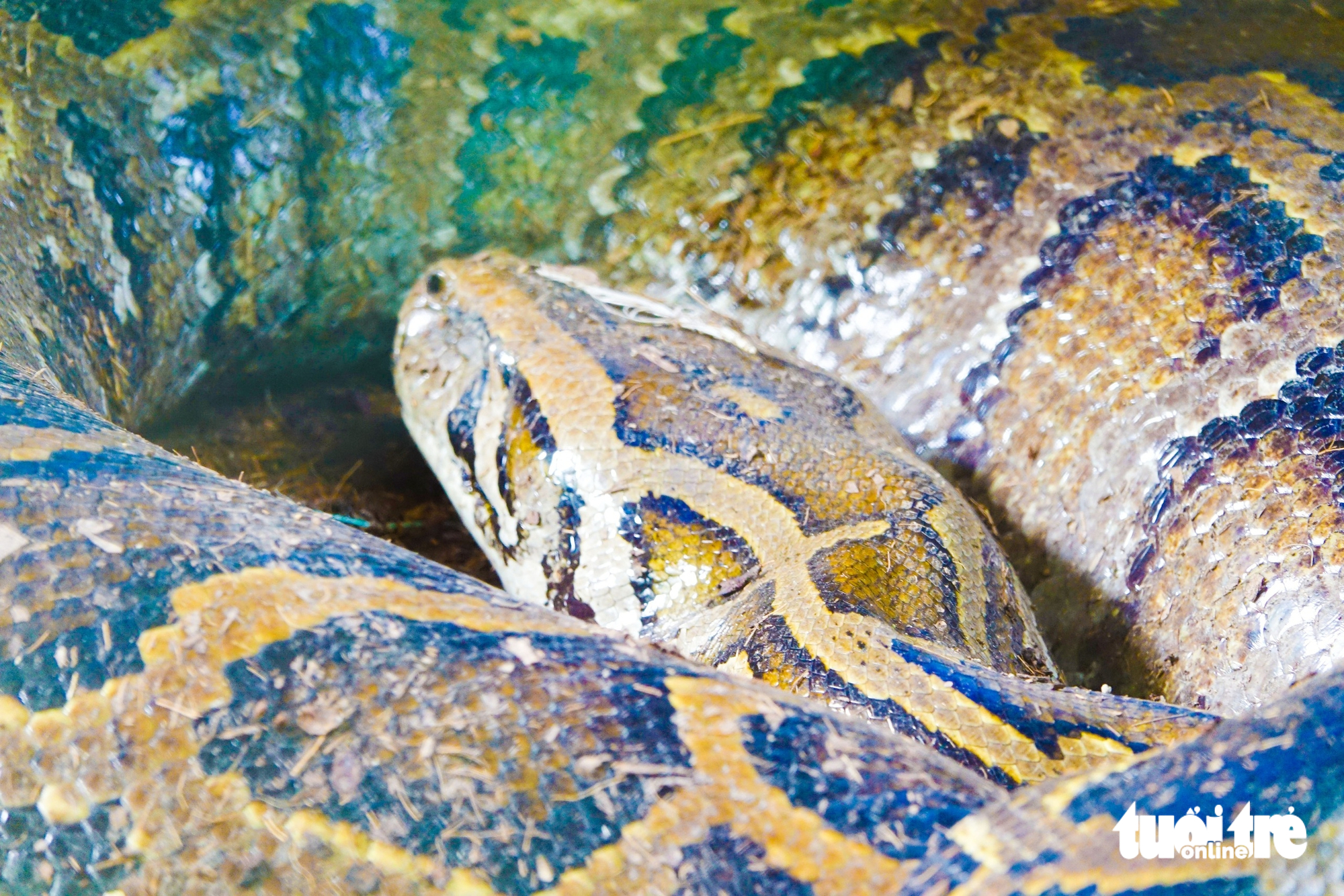 Le python « géant » mesure environ 5 m de long et pèse près de 100 kg dans le parc national d'U ...