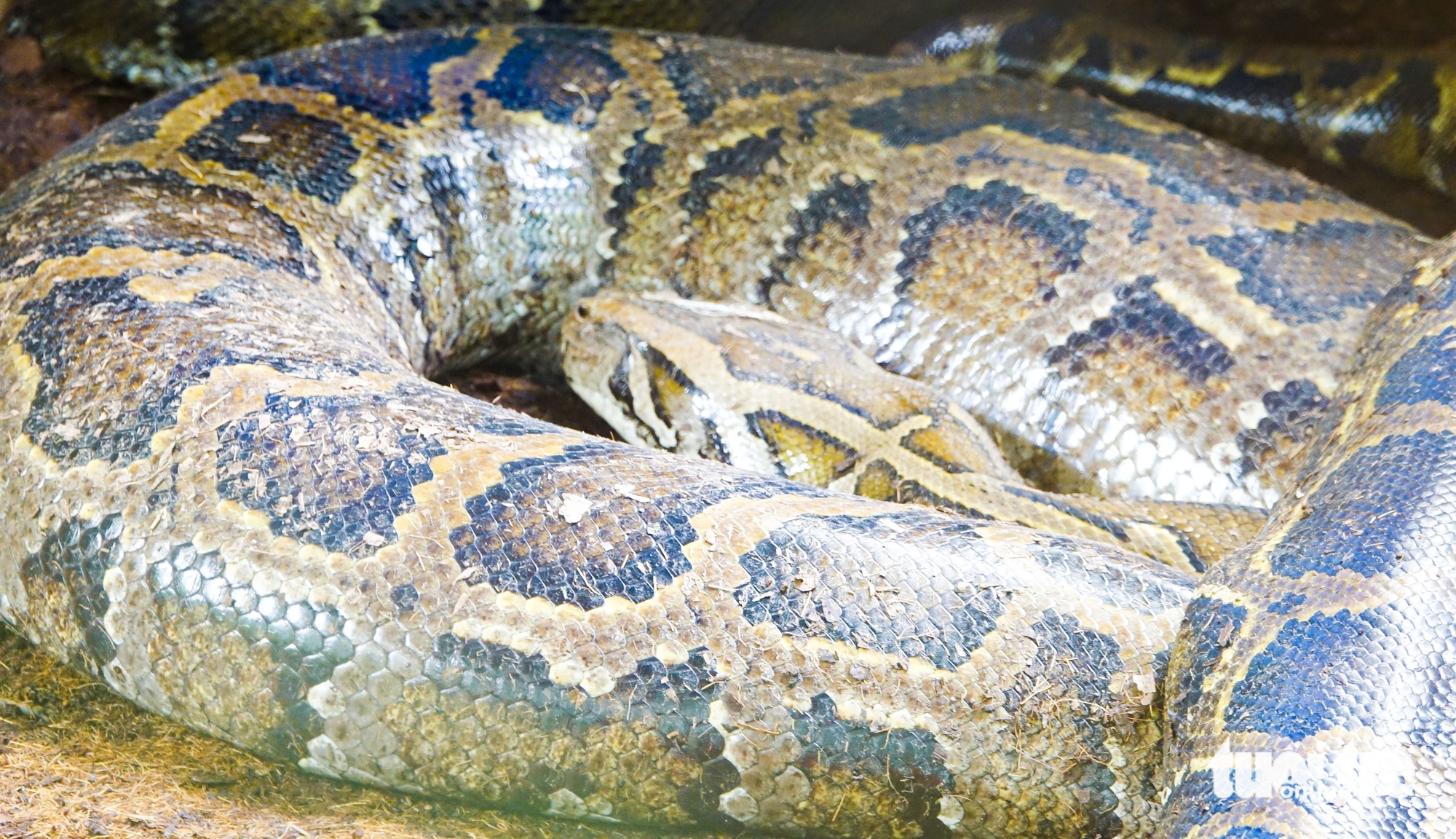 Le python « géant » mesure environ 5 m de long et pèse près de 100 kg dans le parc national d'U ...