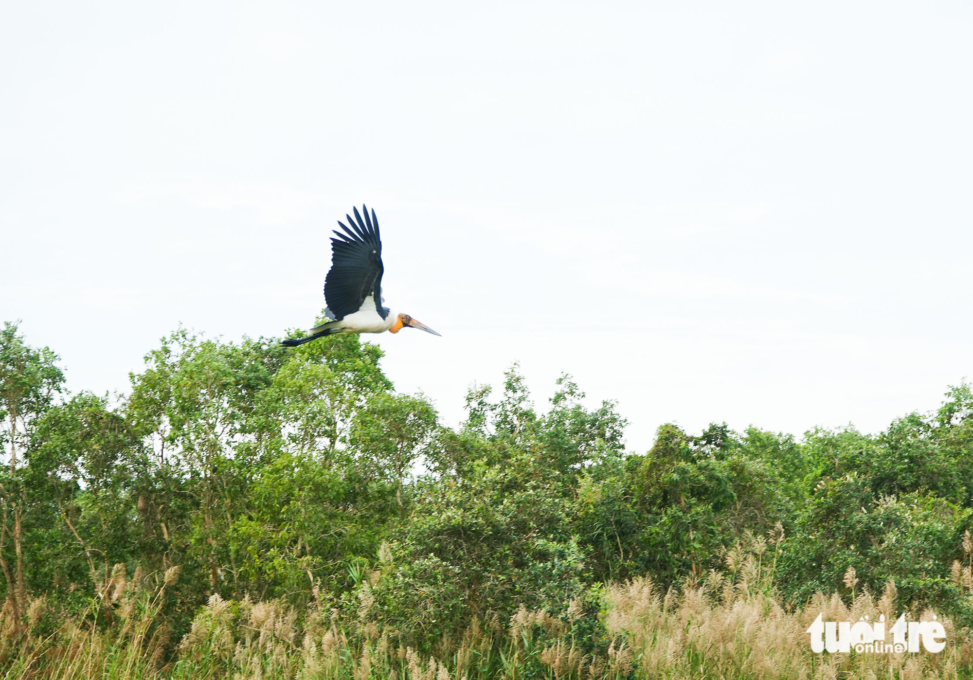 Ngắm già đẫy Java cực quý hiếm ở Vườn quốc gia U Minh Thượng - Tuổi Trẻ ...