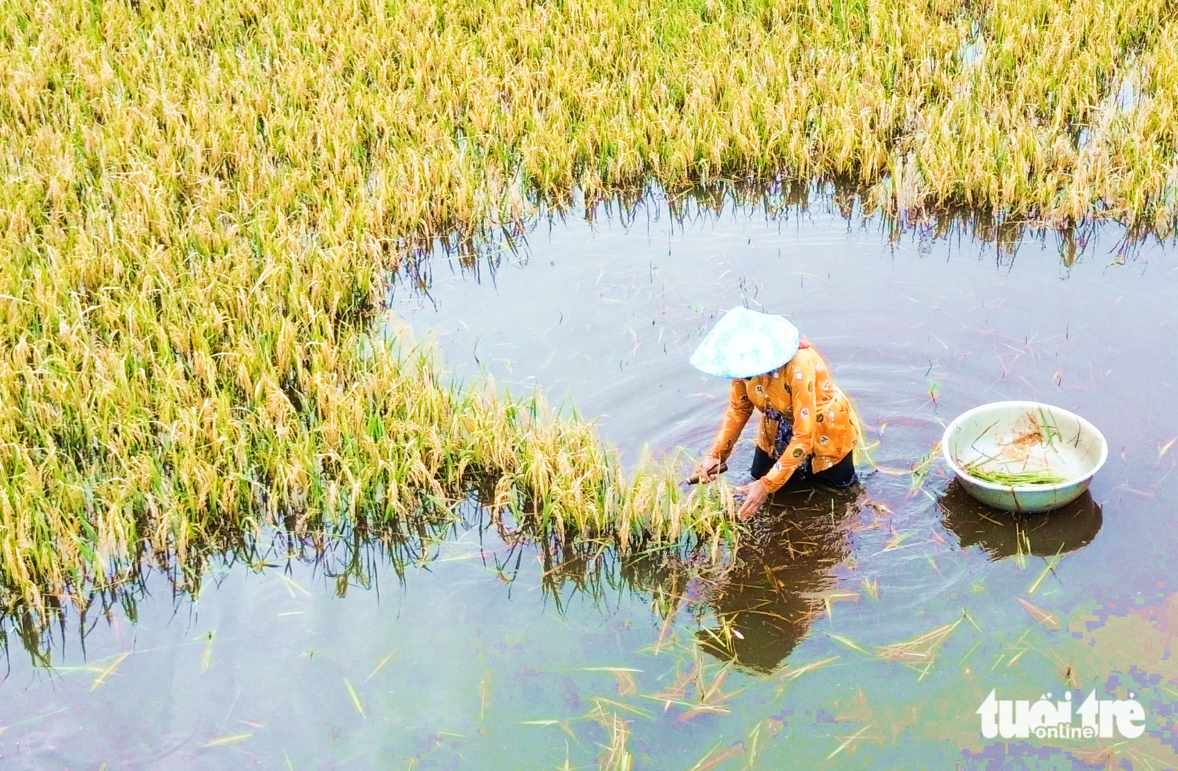 Nước ngập sâu, lúa chín gục ngoài đồng, bà con An Giang cắt mót từng ...
