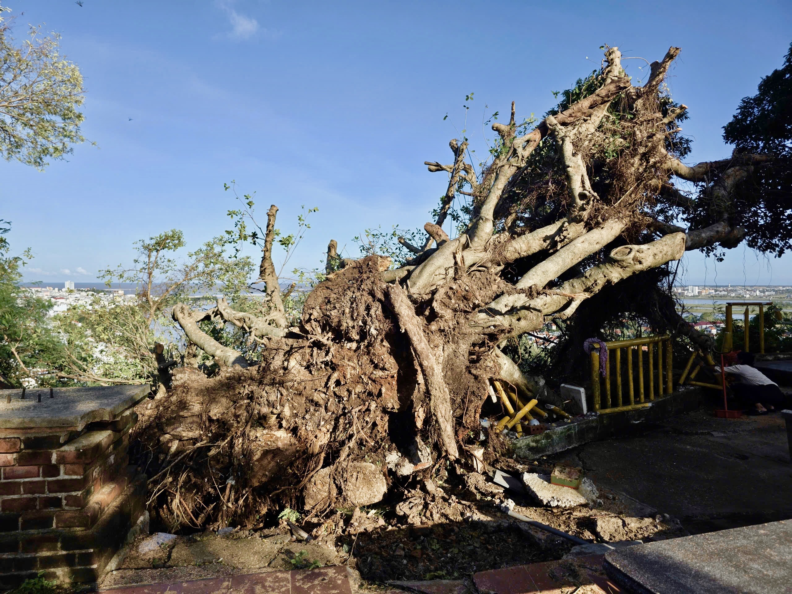 Heartbreaking news of over 100-year-old banyan tree on Nhan Tower relic ...