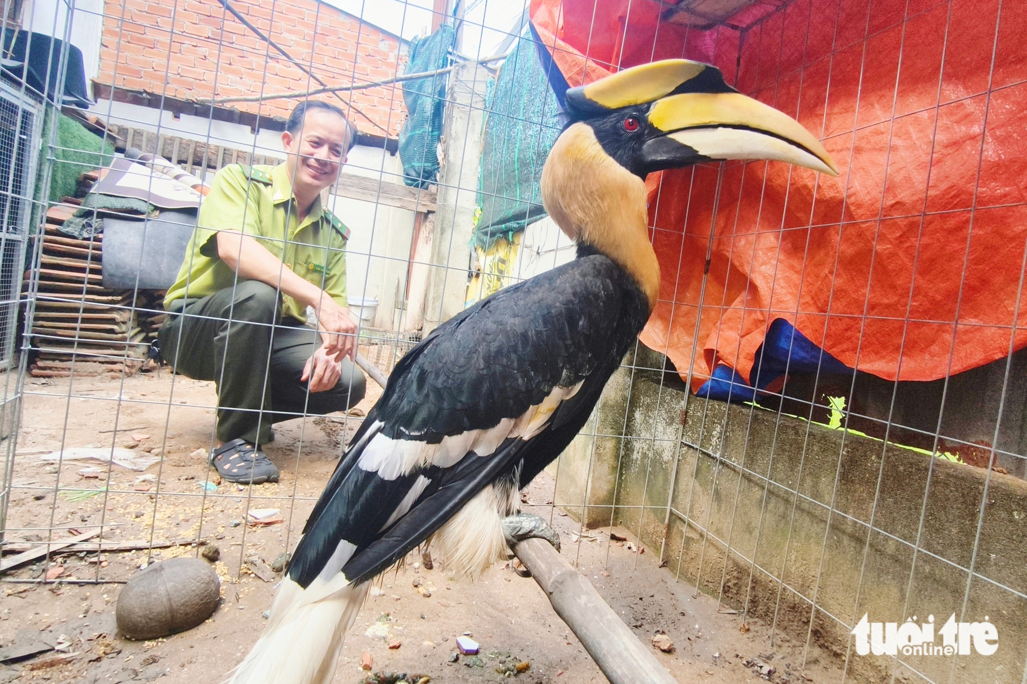 A rare hornbill swooped down in front of a motorbike, and even when ...