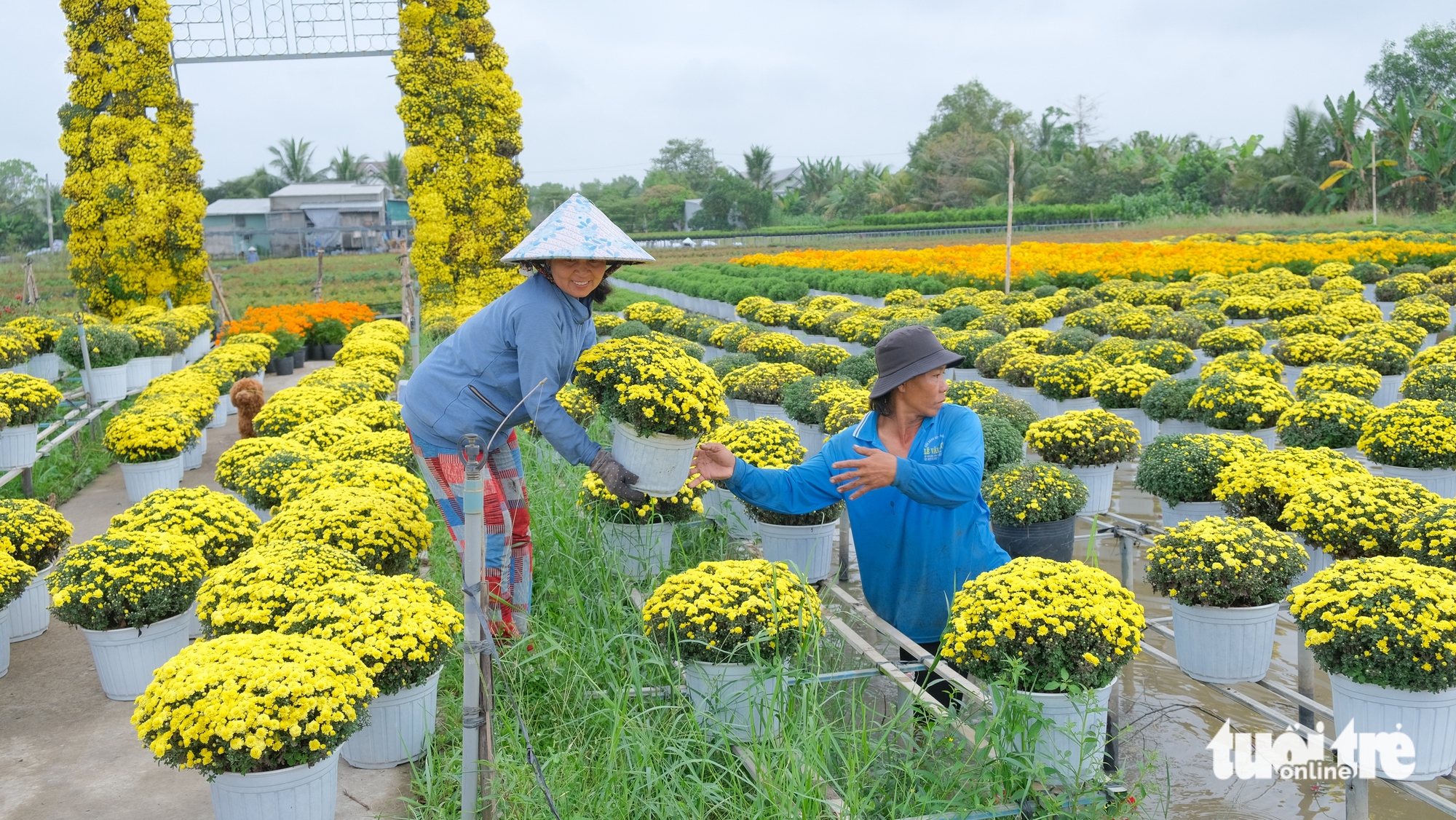 Làng hoa Sa Đéc dập dìu chuyển hoa từ ruộng lên phố trang trí Tết tây ...