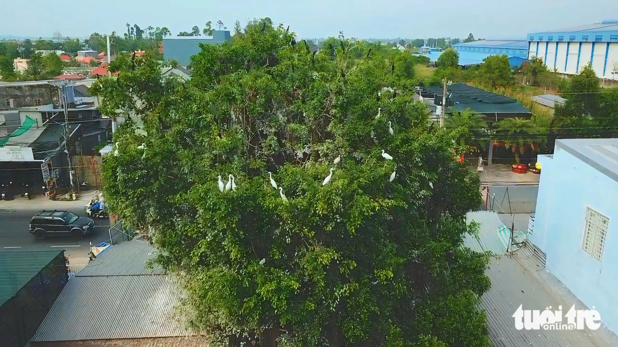 Hàng ngàn chim trời trú ngụ khu vườn ngay bên quốc lộ 91 ở An Giang ...