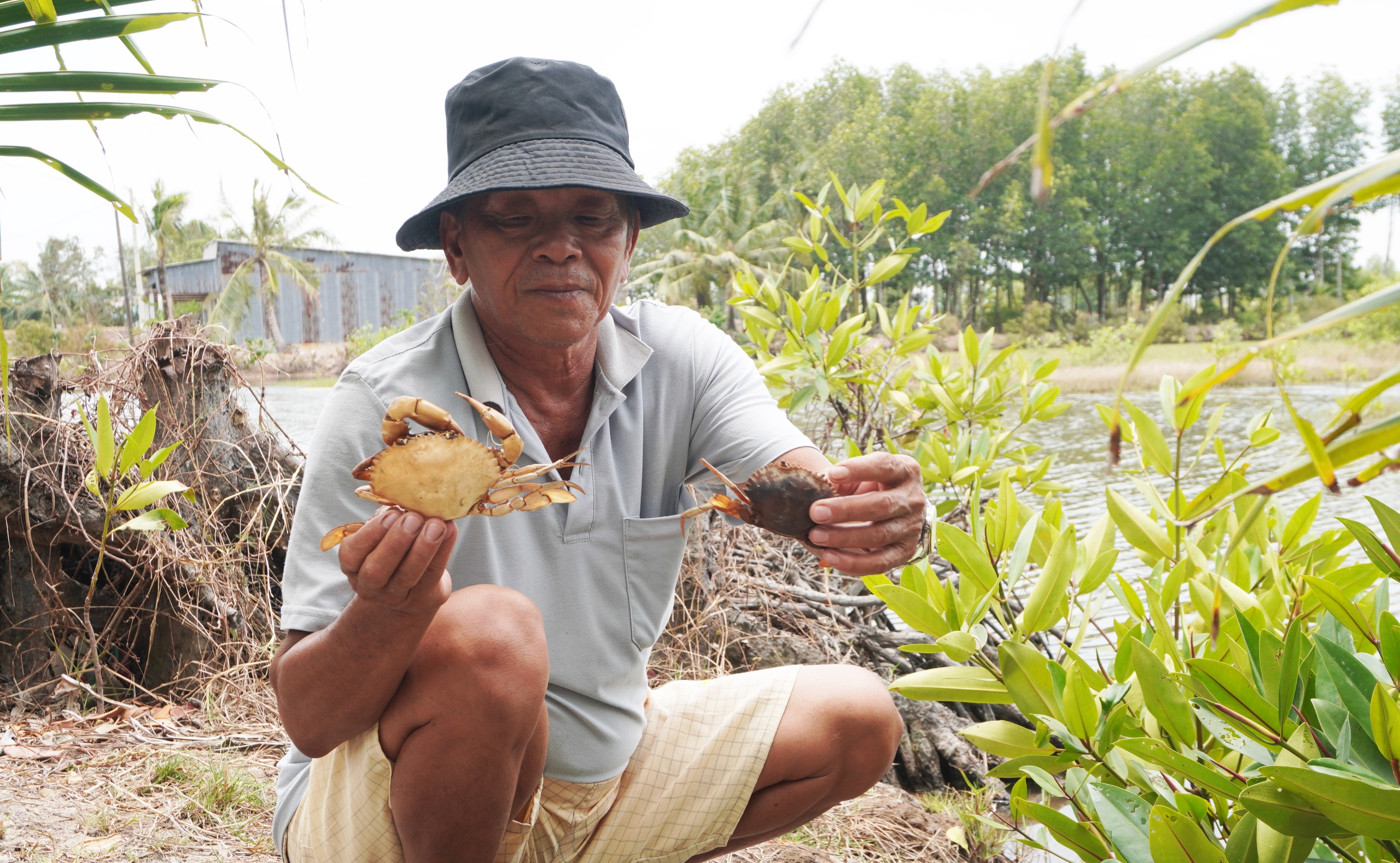 Cua Cà Mau bị thiệt hại do giáp xác chân tơ - Tuổi Trẻ Online