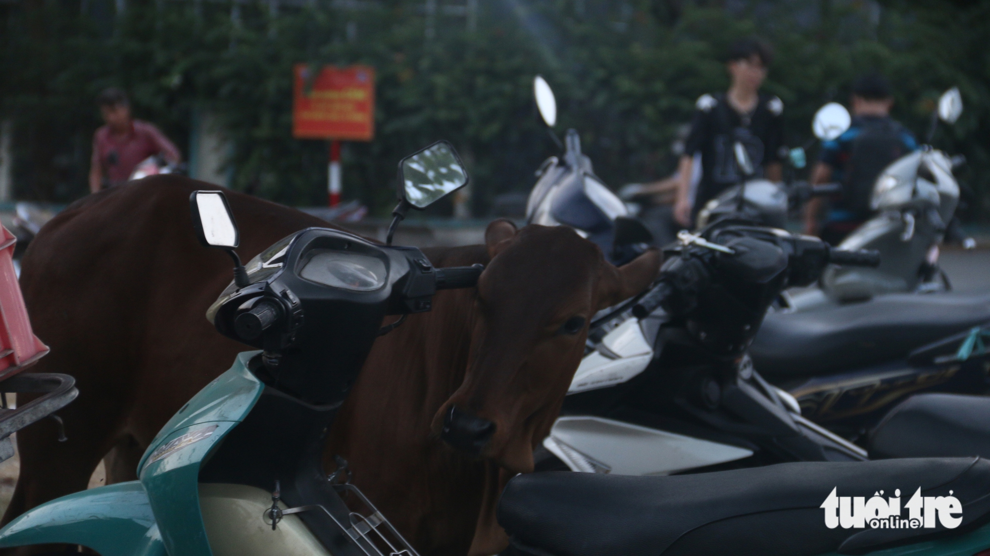 Bò thả rông đi lại lông nhông ở khu đô thị Đại học Quốc gia TP.HCM ...