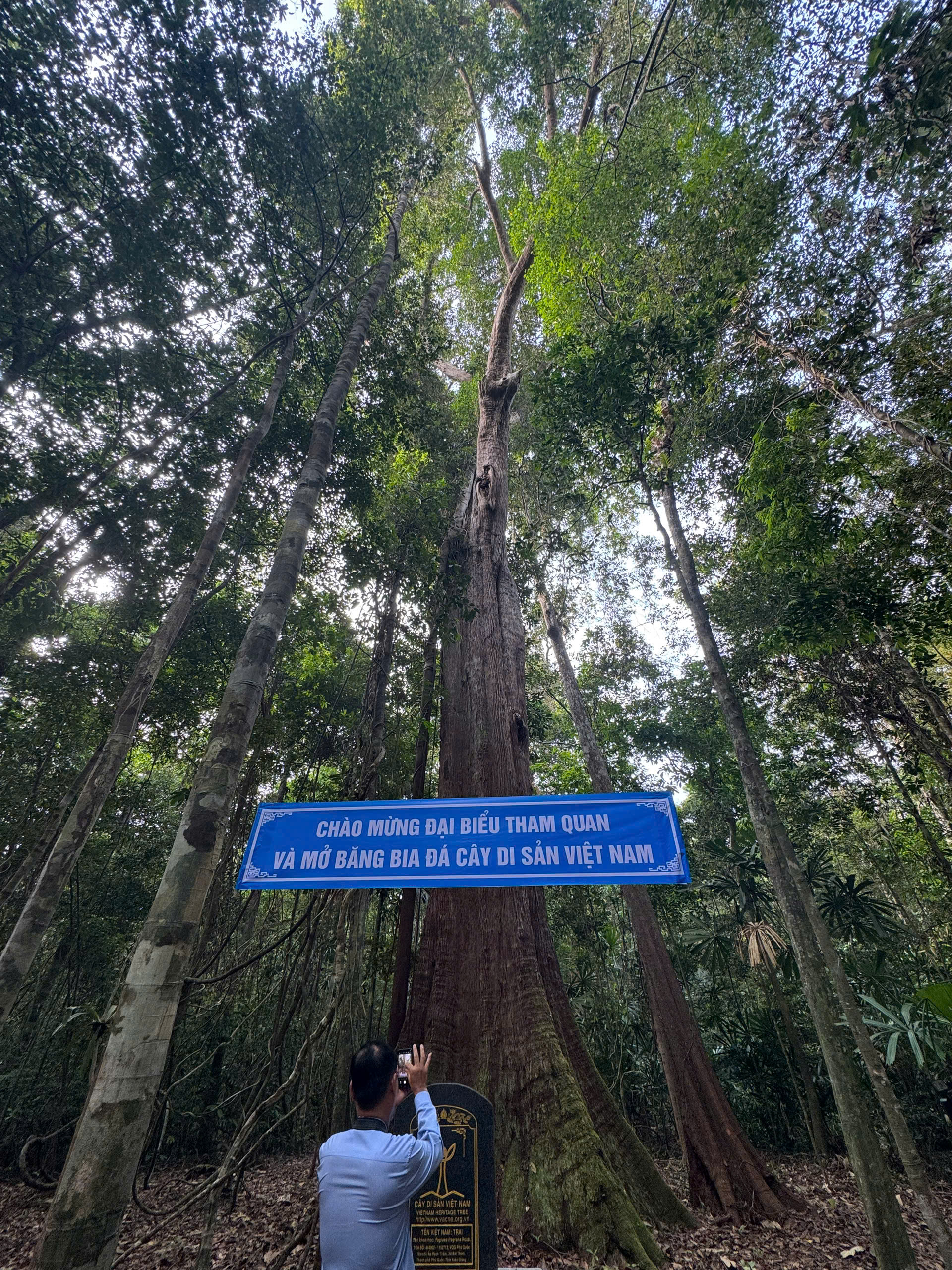 Six ancient trees in Phu Quoc have been recognized as Vietnamese ...
