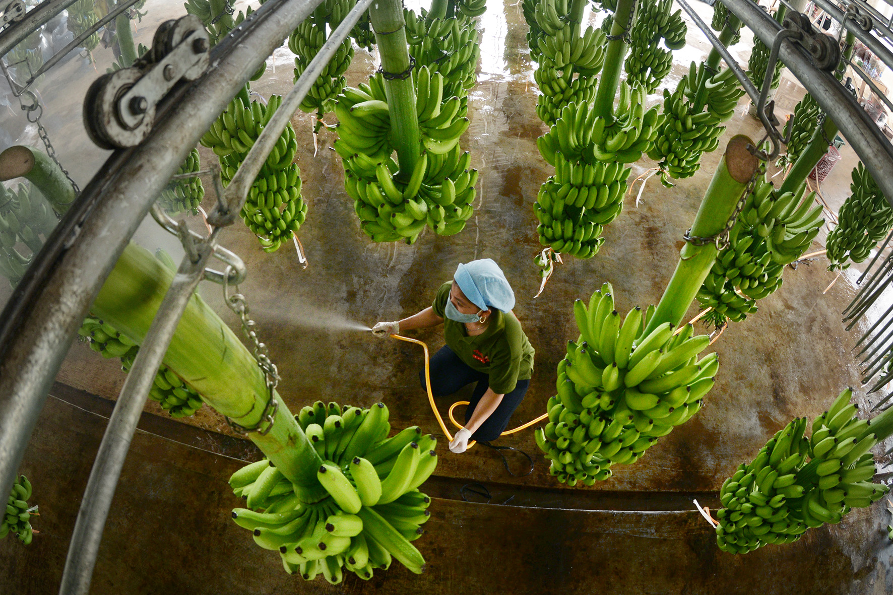 Cận cảnh vườn chuối triệu đô của 'vua chuối' Út Huy ở Tây Ninh sắp bị ...