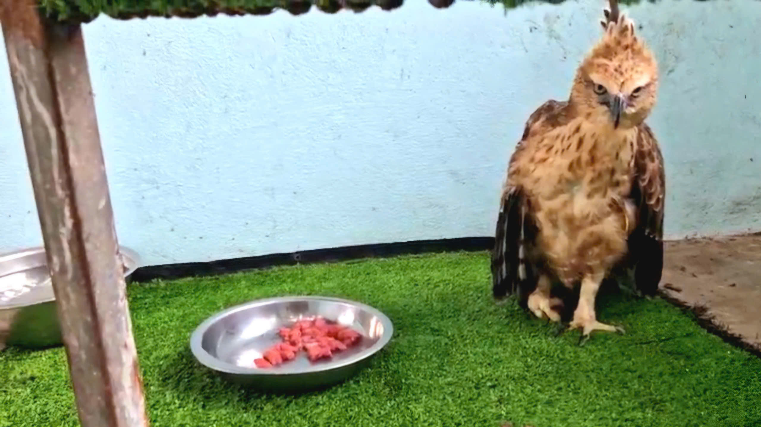 Điều xe chuyên dụng, cắt điện giải cứu một con chim diều núi mắc kẹt ...