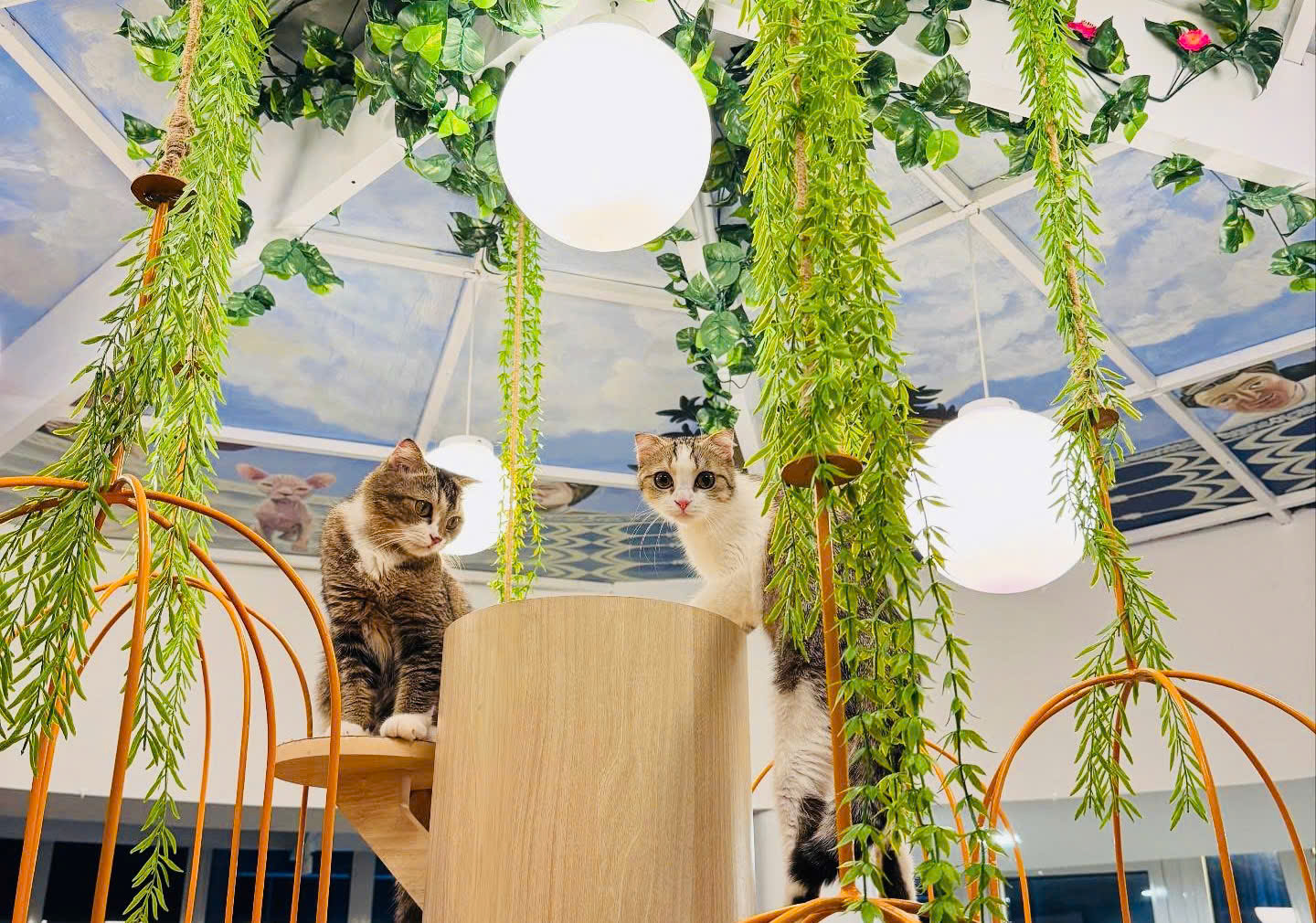 5 quán cà phê mèo siêu yêu tại TP.HCM dành cho các 'sen'