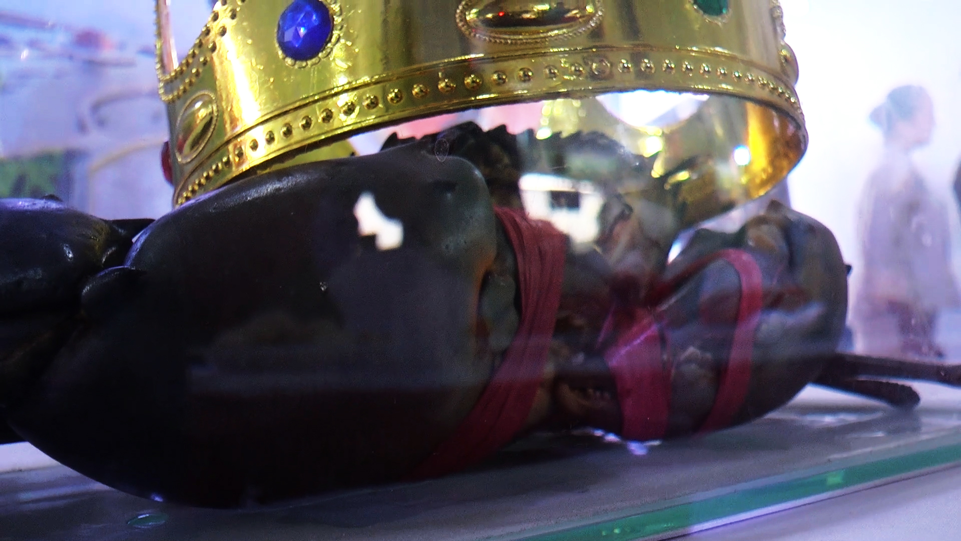 Finding the biggest 'crab contestant' at the 2nd Ca Mau crab festival