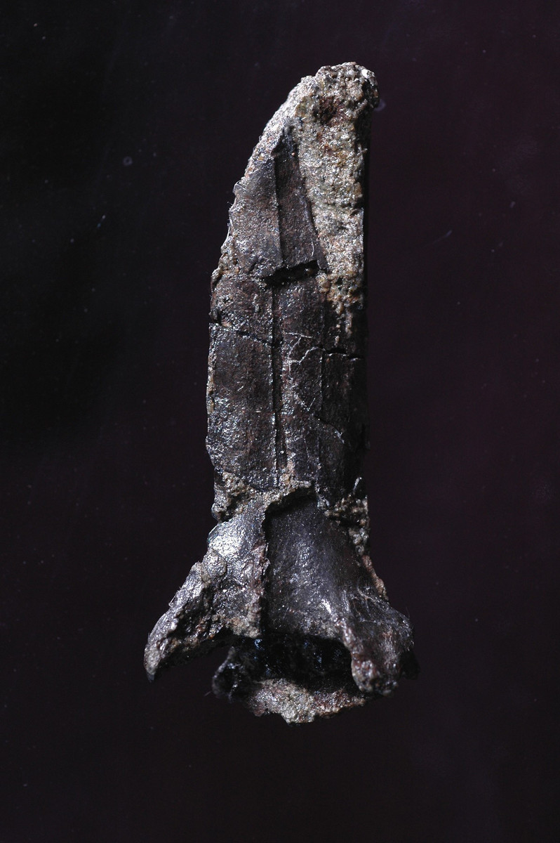 Pterosaur fossil found in Japan identified as new species