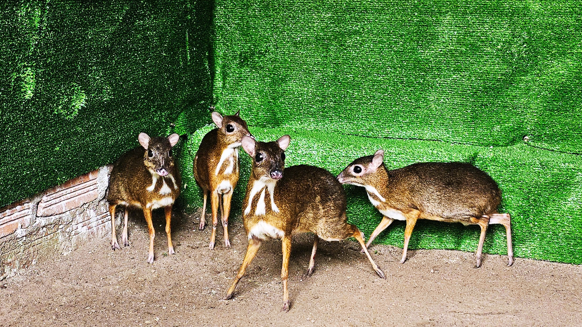 Lạ lùng nuôi cheo cheo quý hiếm dễ như nuôi heo - Tuổi Trẻ Online