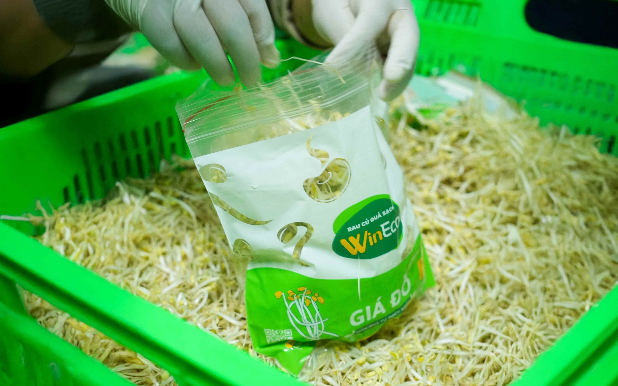 WinEco nâng chất lượng giá đỗ Việt nhờ công nghệ và kiểm soát quy trình ...