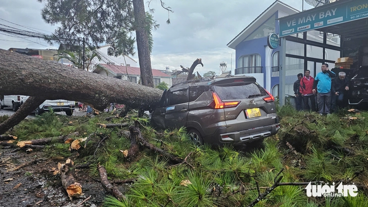 Ancient pine tree falls on moving car during heavy rain in Vietnam’s Da Lat