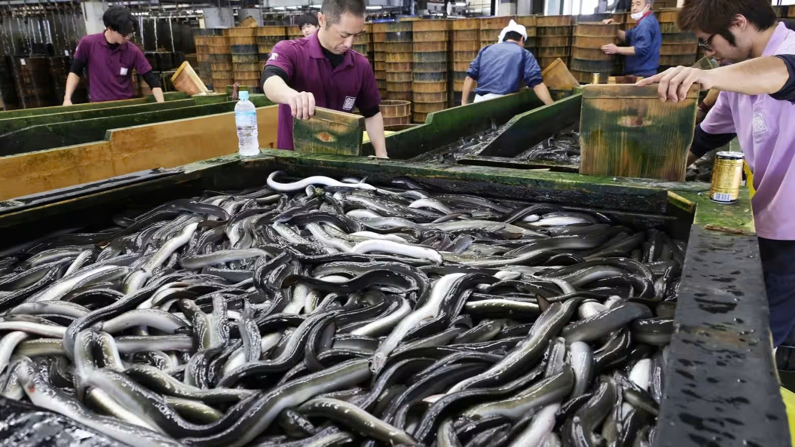 Fearing that its national dish, unagi eel rice, is in trouble, Japan ...