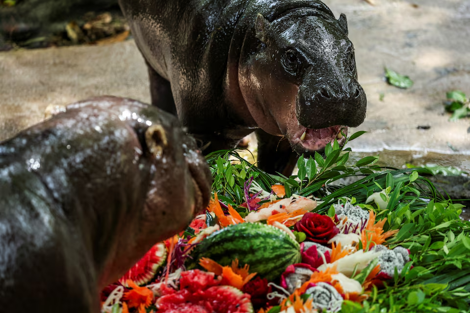 Thailand's hippo Moo Deng draws crowds at first birthday bash