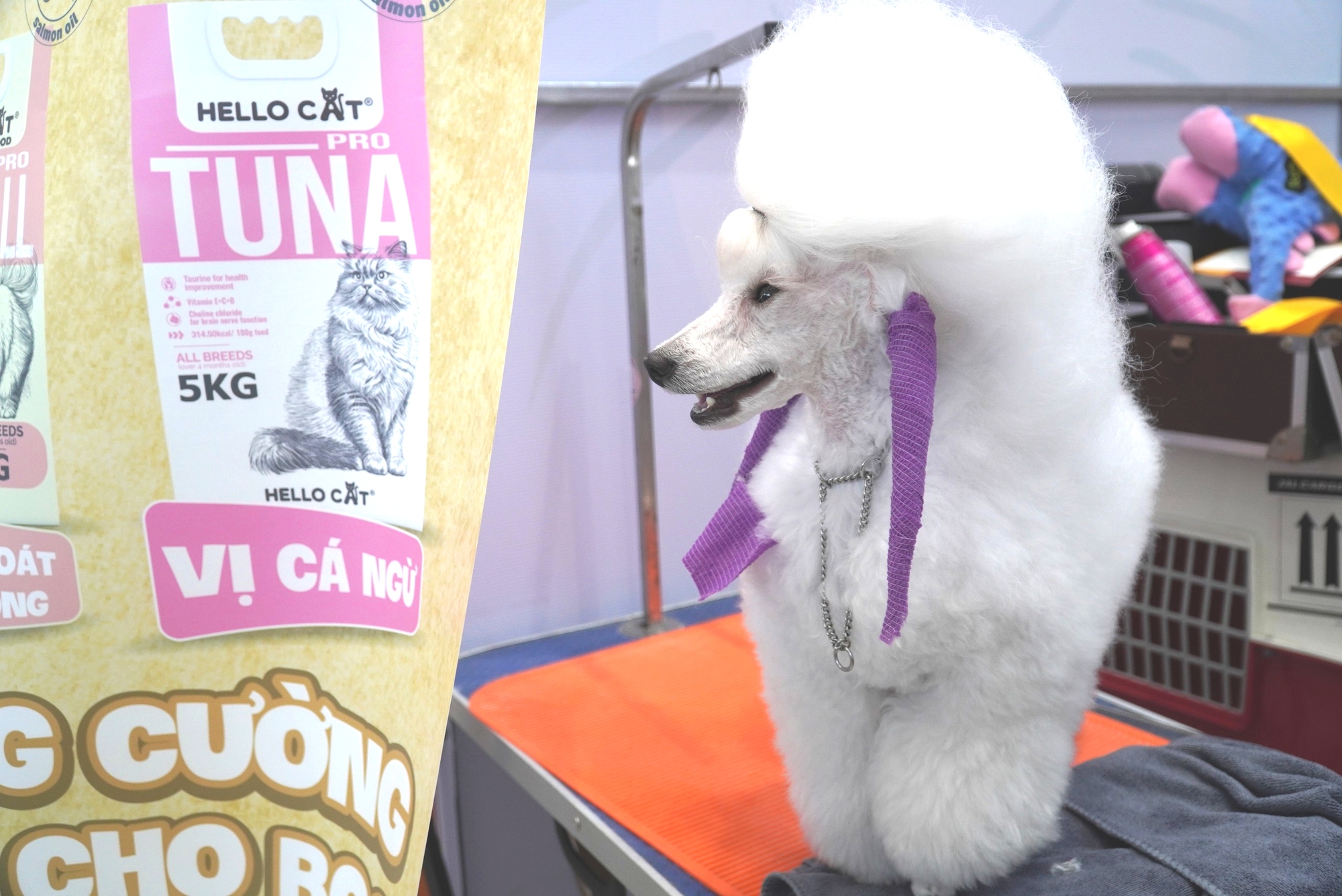 Hundreds of rare dogs, ‘cat beauties’ gather in Da Nang for central ...