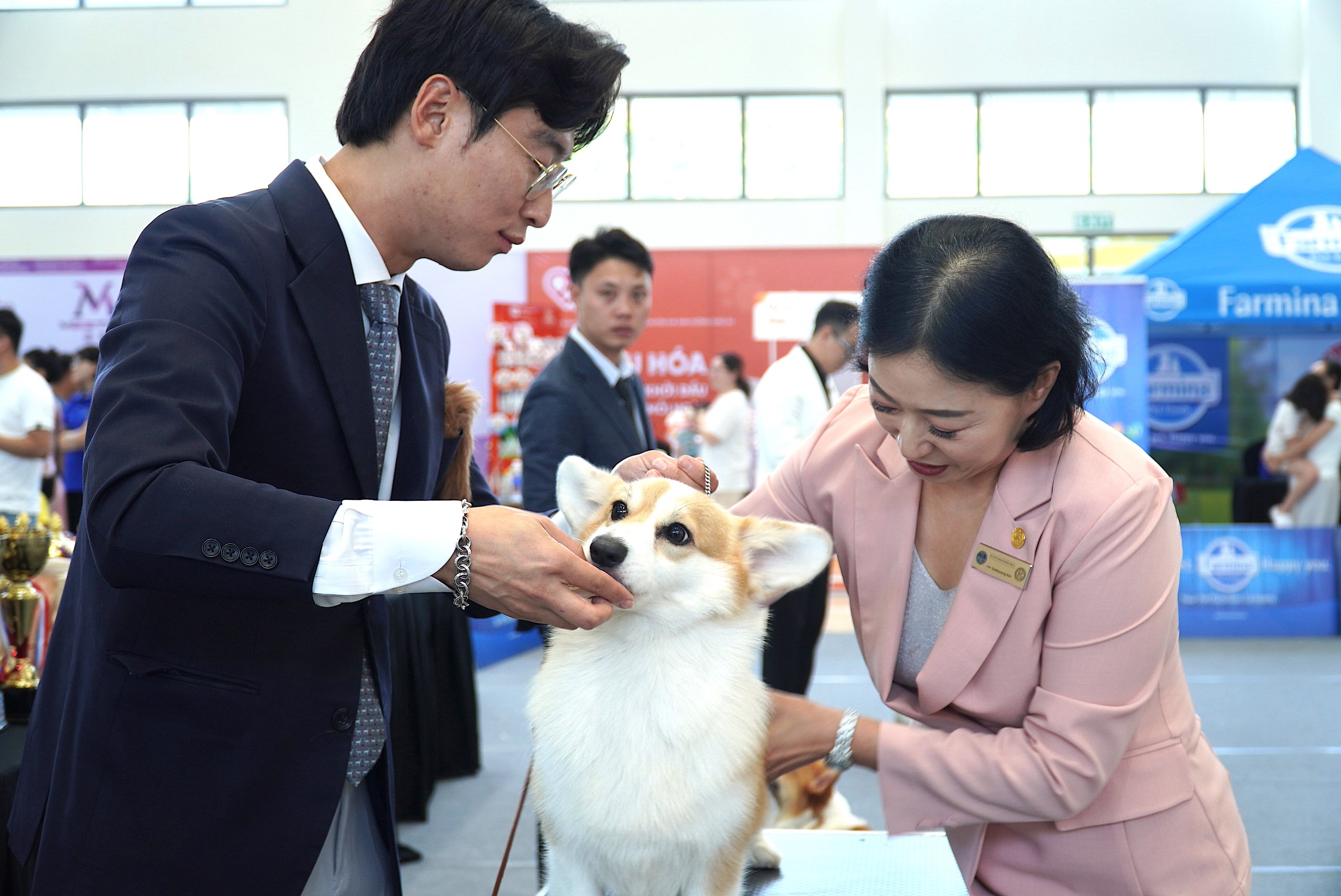 Hundreds of rare dogs, ‘cat beauties’ gather in Da Nang for central ...