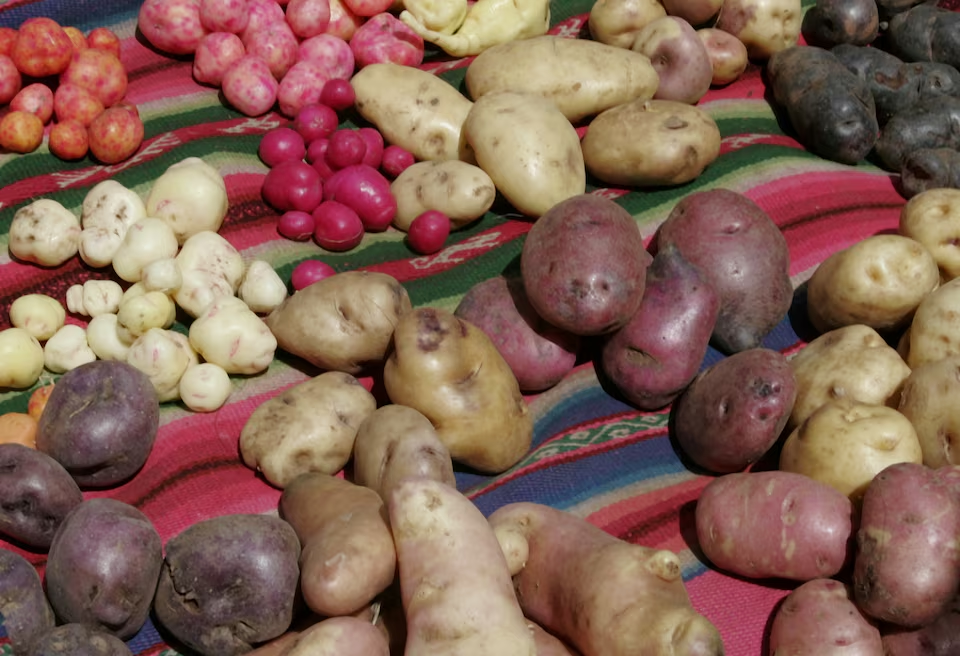 Evolutionary origins of the potato revealed — and a tomato was involved