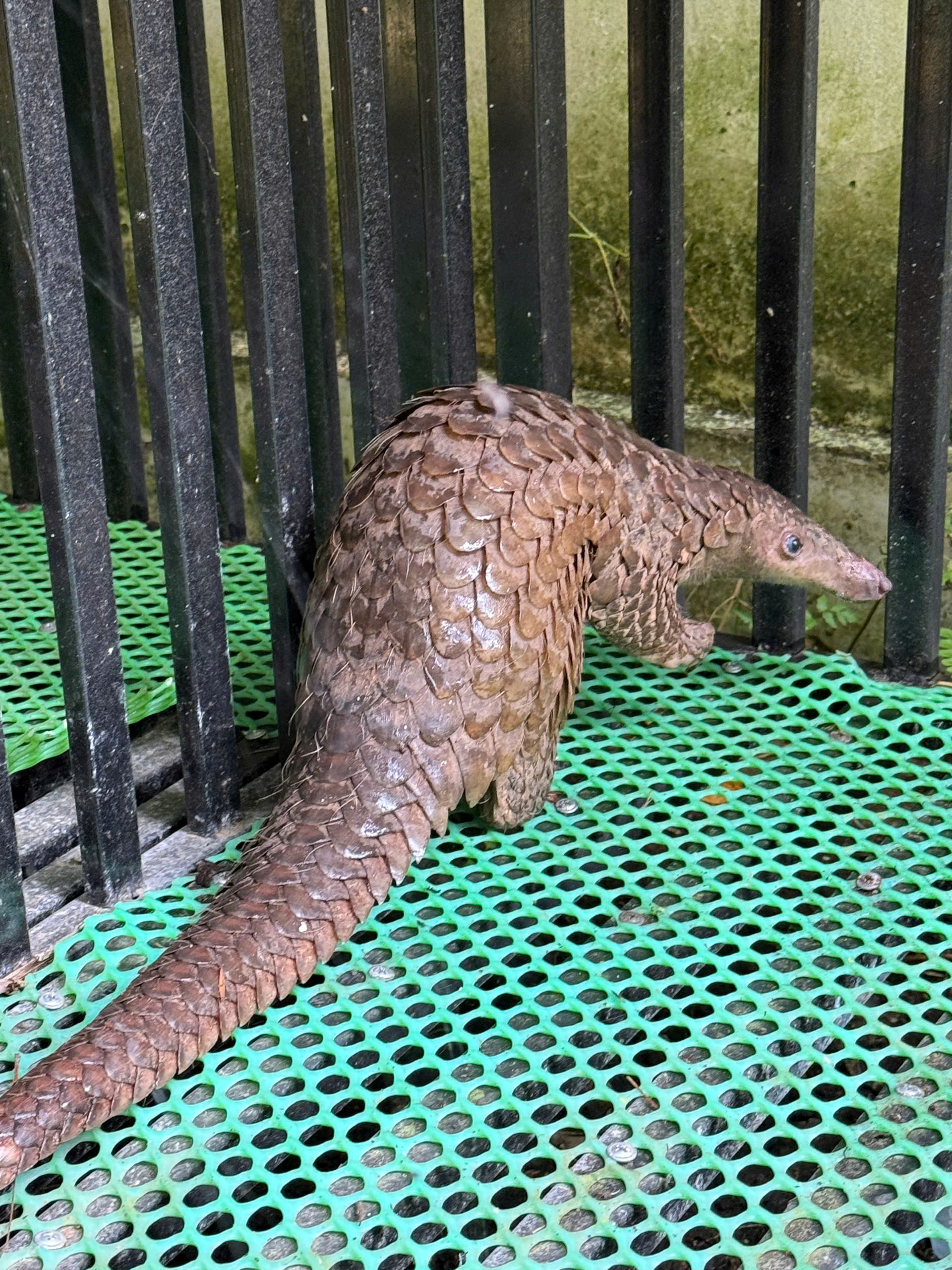 Tê tê Java quý hiếm vào nhà, người dân thức canh chờ sáng giao nộp kiểm ...