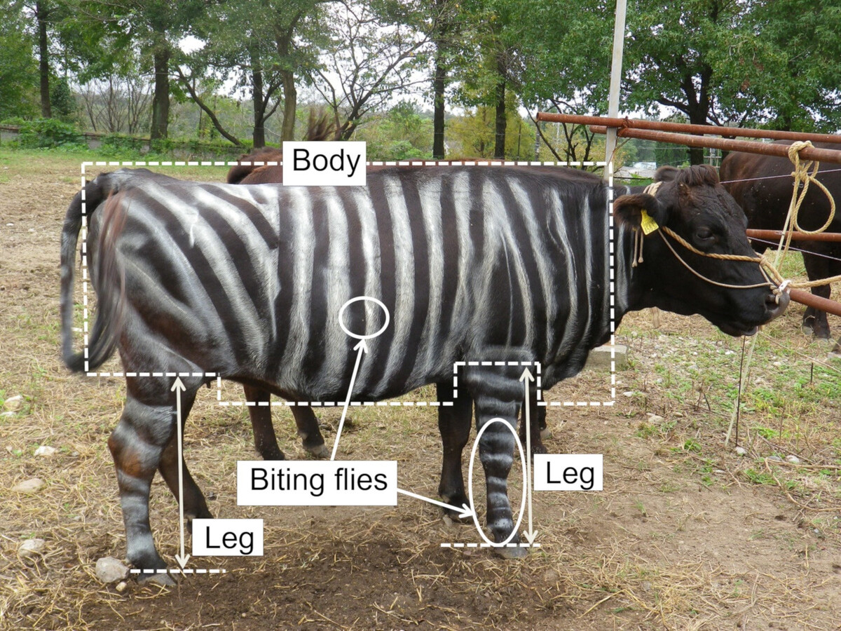Japanese researchers win Ig Nobel Prize over zebra-painted cows