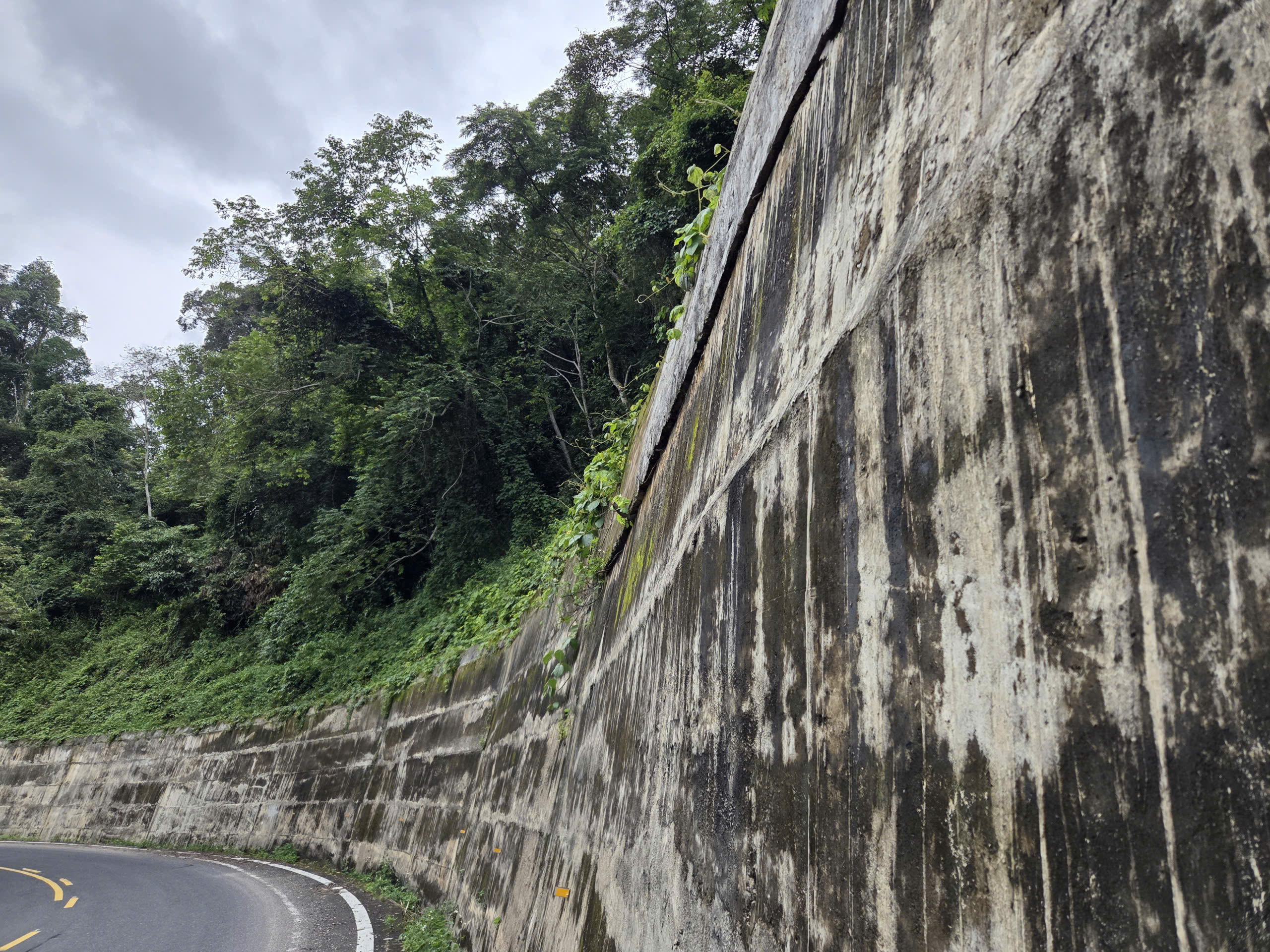 Ta luy dương trên đèo Măng Đen nhô ra bất thường - Tuổi Trẻ Online