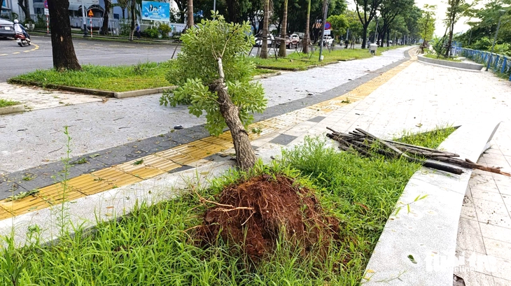 Trees uprooted along Da Nang riverside sidewalk due to storm Bualoi