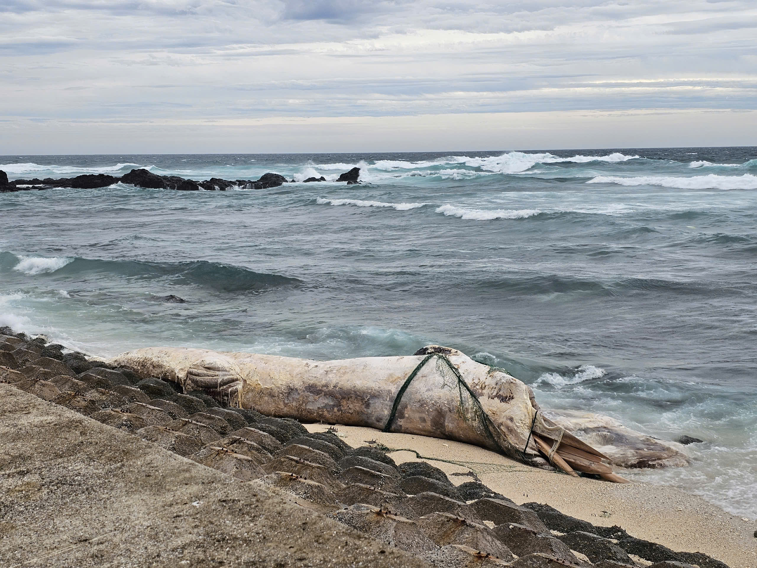 10-meter dead whale washes ashore on Vietnam island amid storm Bualoi