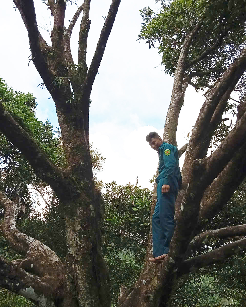 'Cụ' quế 150 năm tuổi được công nhận là Cây di sản Việt Nam - Tuổi Trẻ ...