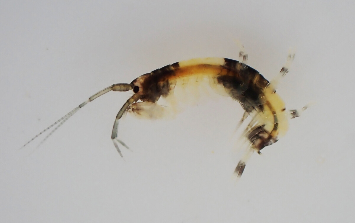 Amphipod species with panda-like coloring discovered in Wakayama