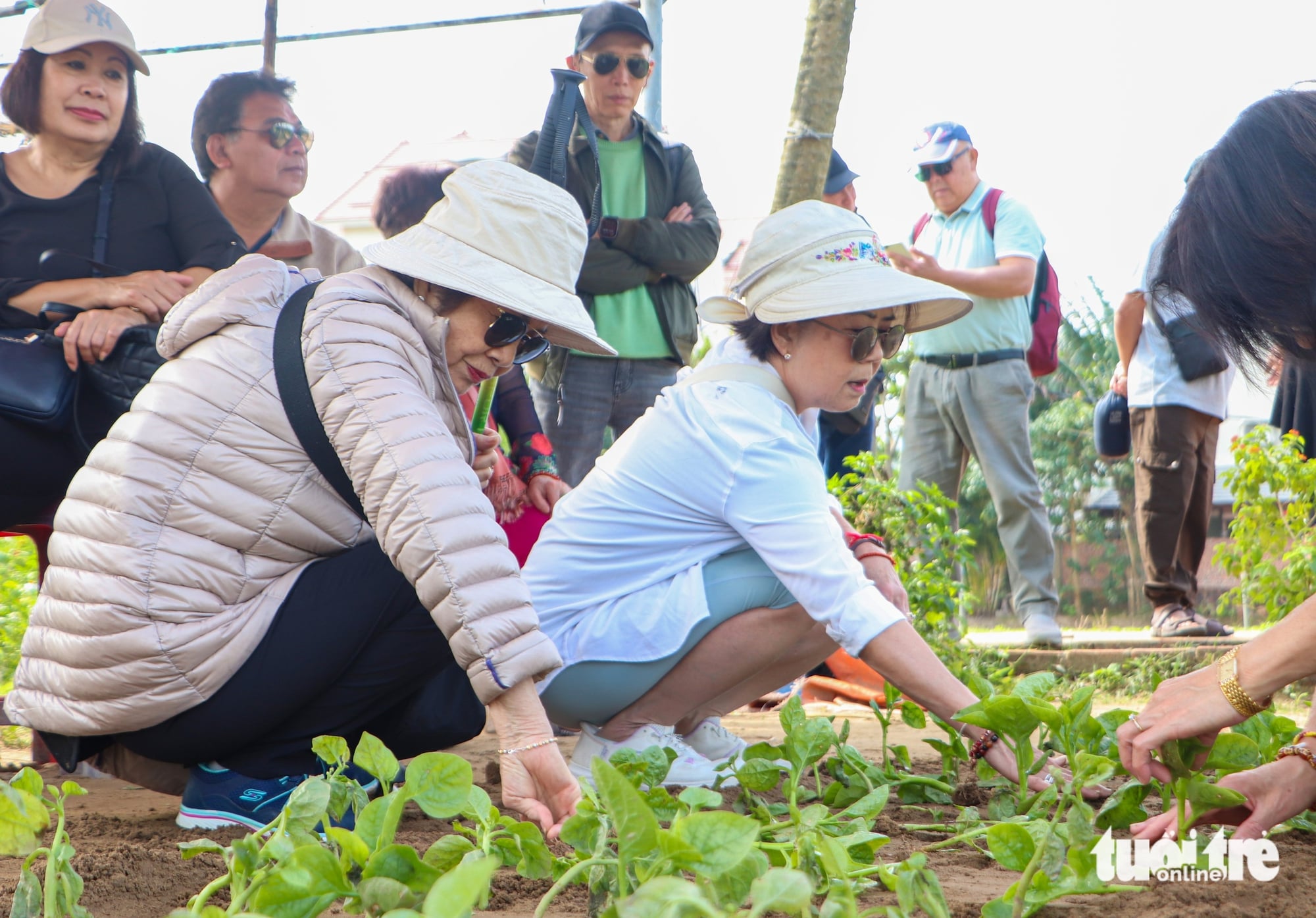 Foreign tourists explore farming practices in 400-year-old vegetable ...