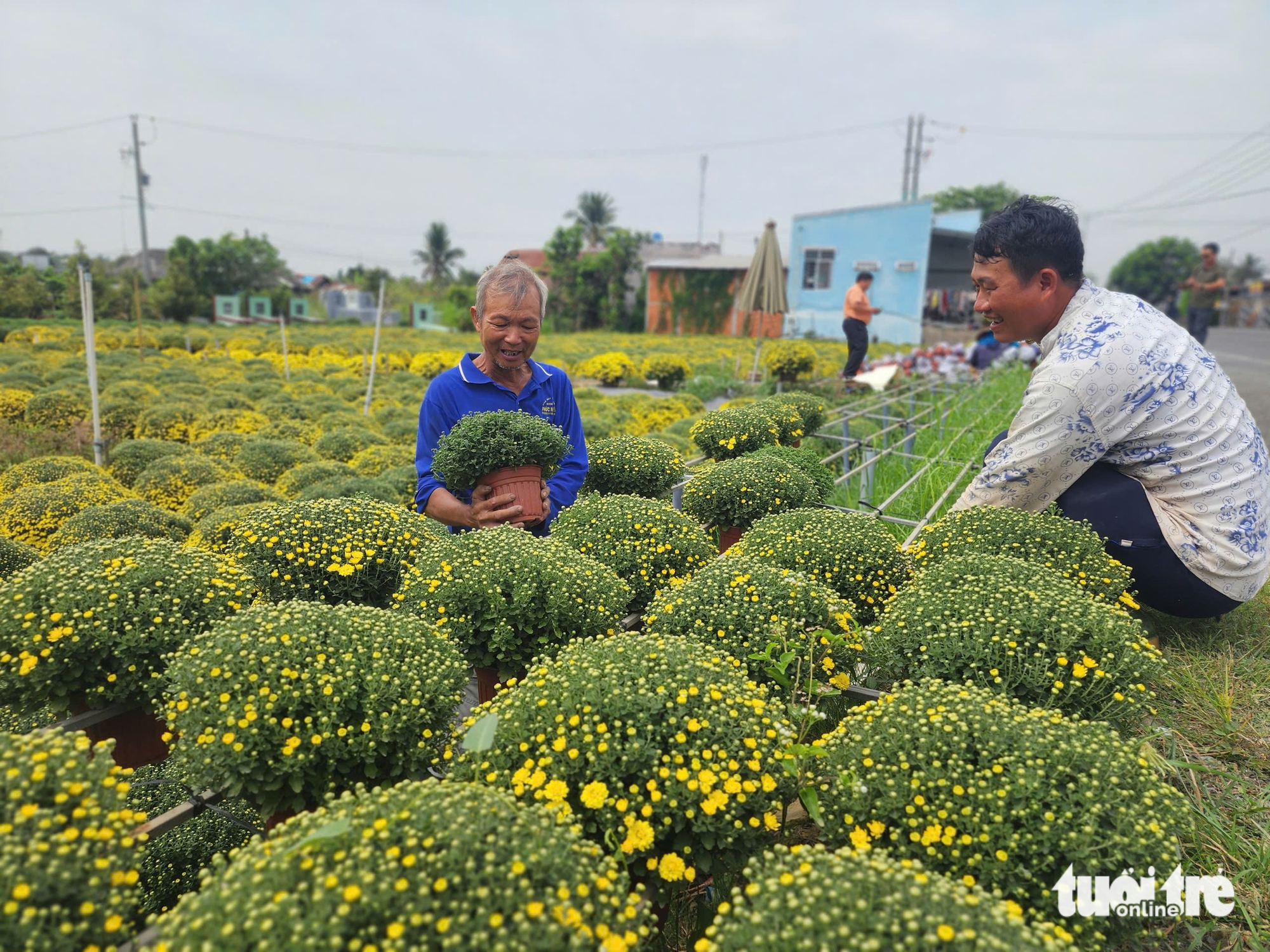 Los crisantemos de floración temprana todavía son difíciles de vender ...