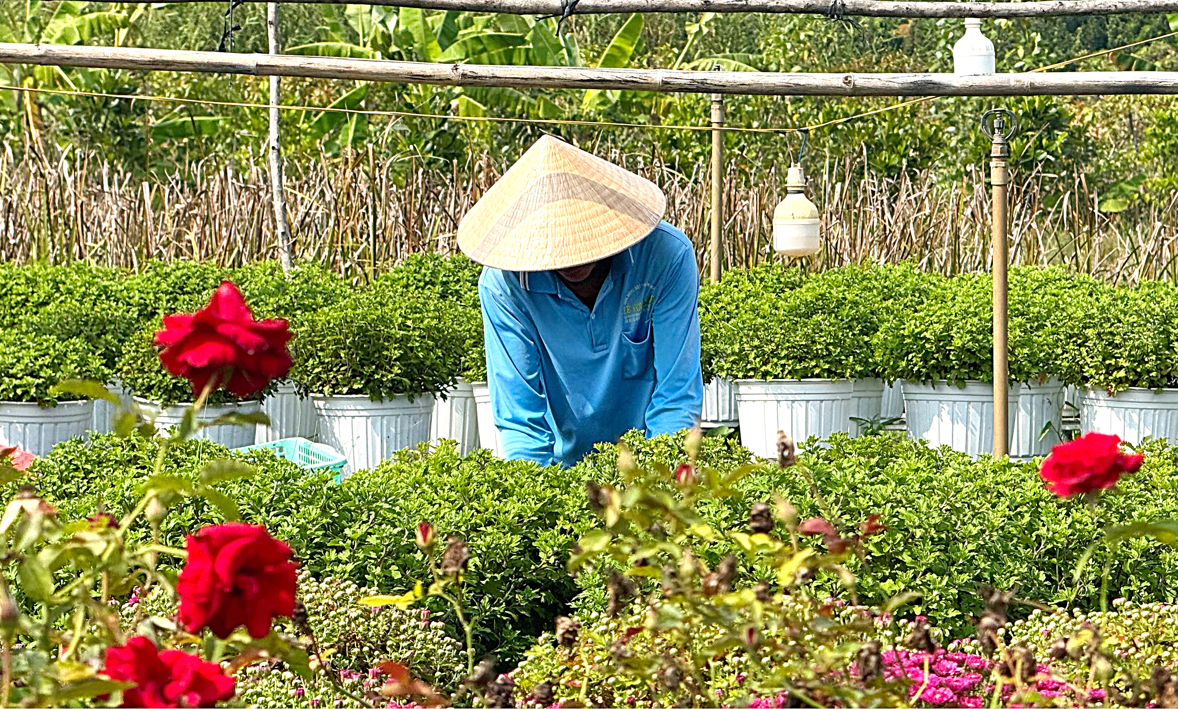 Cuando florecen las flores de Sa Dec, los turistas acuden en masa al ...